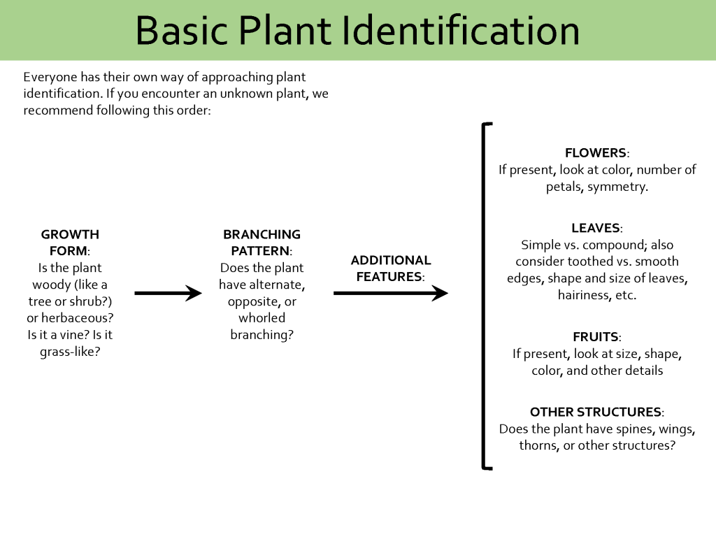 Wisconsin Invasive Plant Identification Course – Renz Weed Science