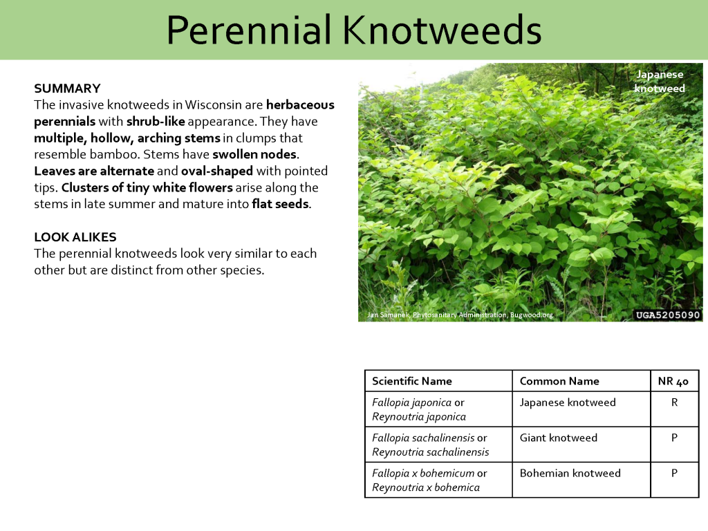 Wisconsin Invasive Plant Identification Course – Renz Weed Science