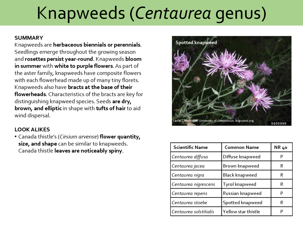 Wisconsin Invasive Plant Identification Course – Renz Weed Science