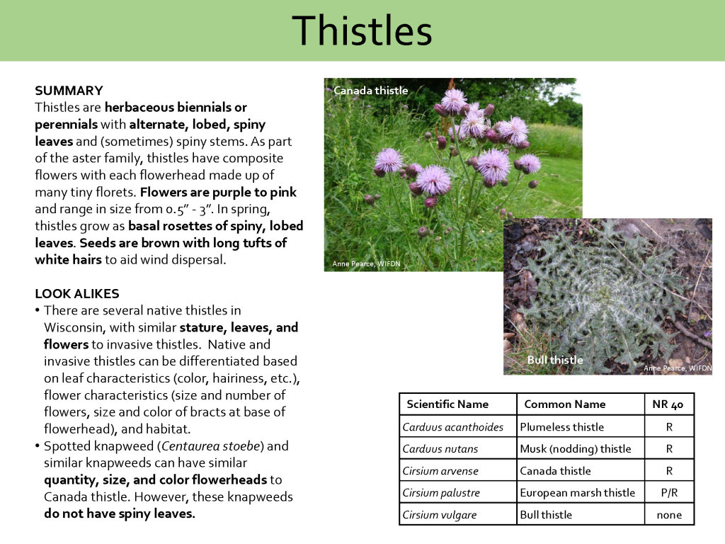 Wisconsin Invasive Plant Identification Course – Renz Weed Science