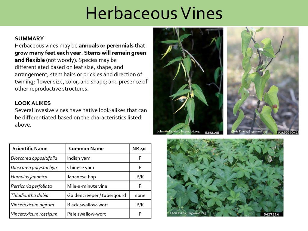 Wisconsin Invasive Plant Identification Course – Renz Weed Science