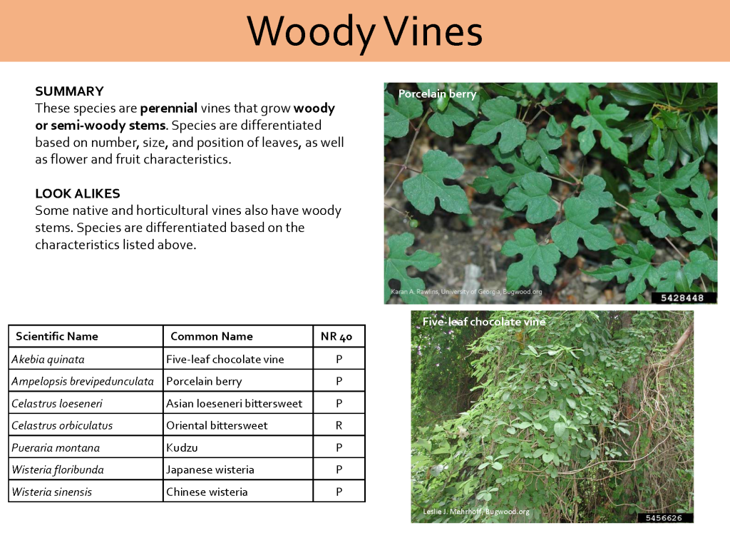 Wisconsin Invasive Plant Identification Course – Renz Weed Science