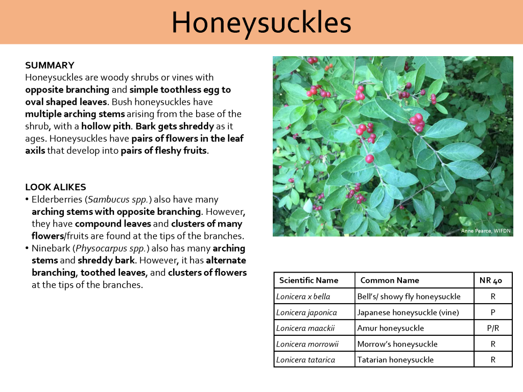 Wisconsin Invasive Plant Identification Course – Renz Weed Science