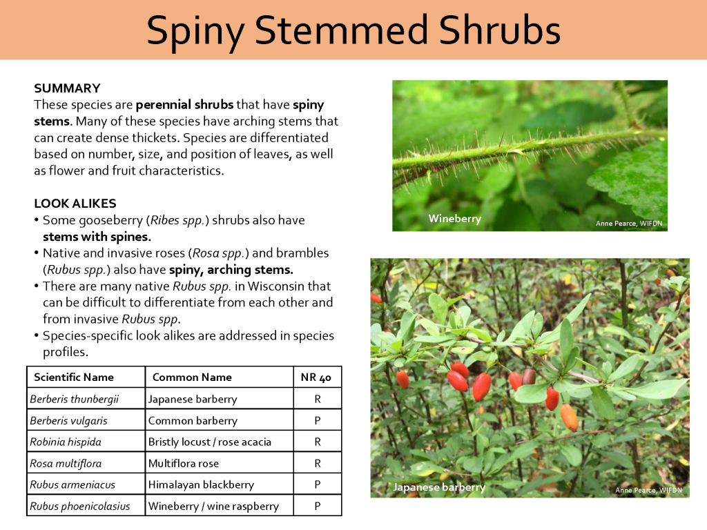 Wisconsin Invasive Plant Identification Course – Renz Weed Science