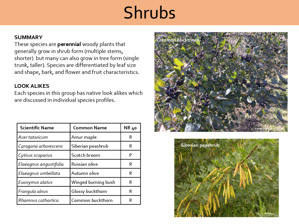 Wisconsin Invasive Plant Identification Course – Renz Weed Science