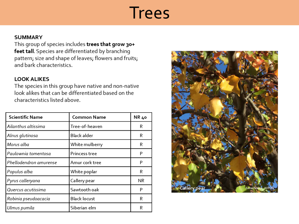 Wisconsin Invasive Plant Identification Course – Renz Weed Science