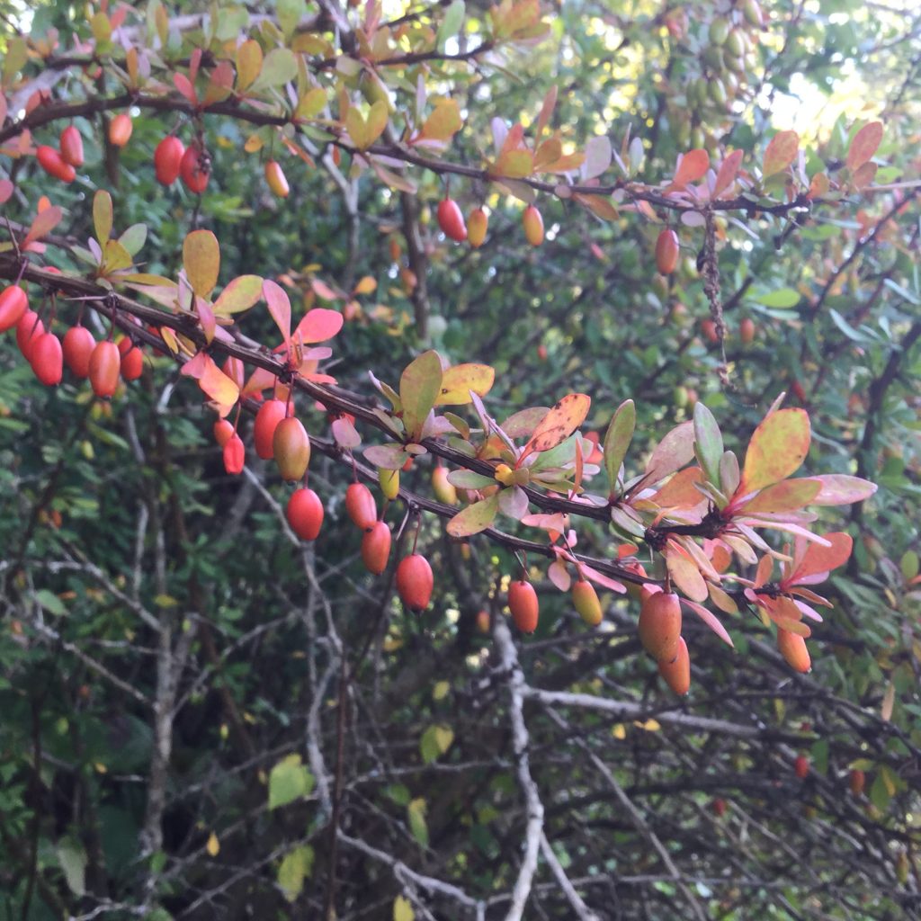 Resources — Wisconsin Invasive Plant Identification – Renz Weed Science